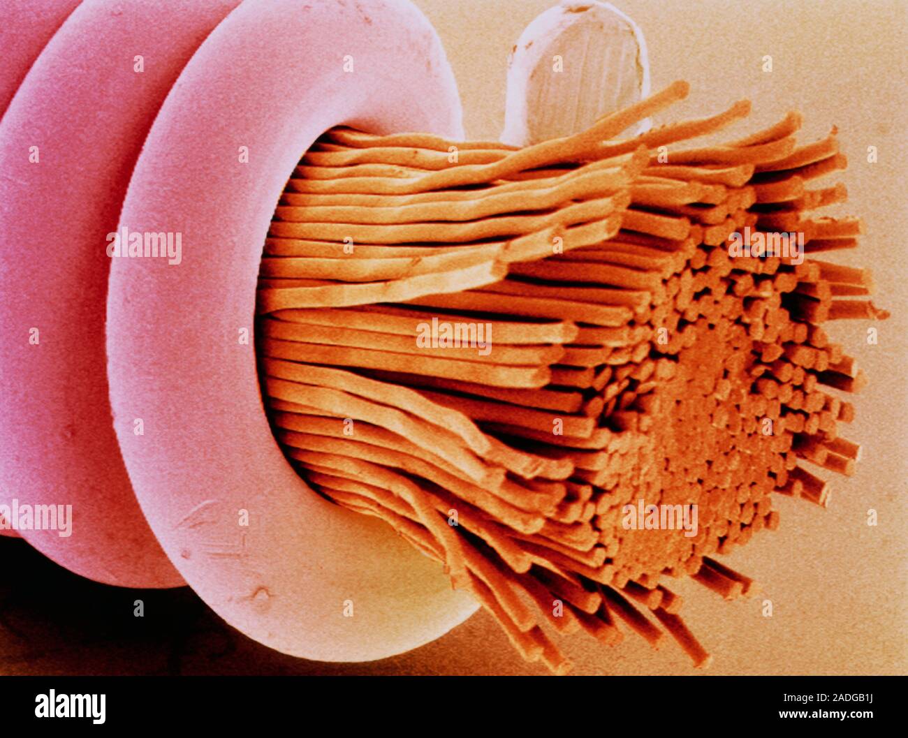 Guitar string. Coloured scanning electron micrograph (SEM) of ...