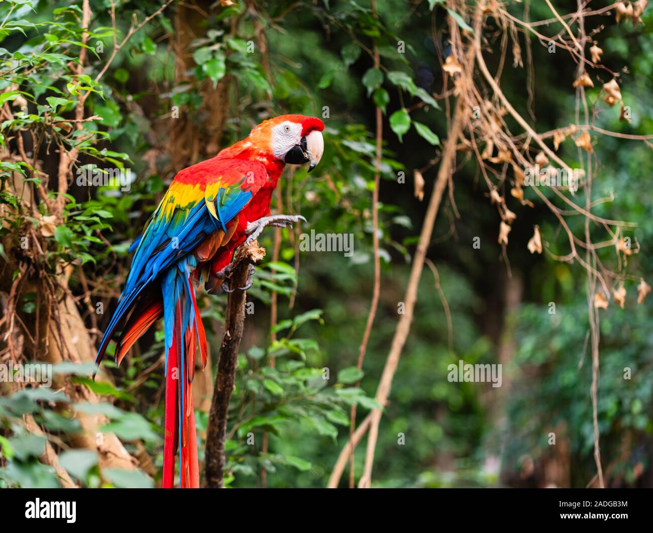 The scarlet macaw is regarded by many as the most beautiful member of ...