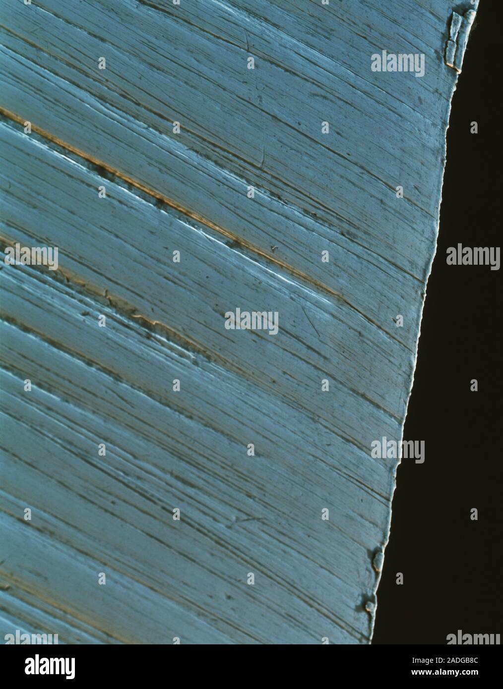 Knife. Coloured scanning electron micrograph (SEM) of the blade of a ...