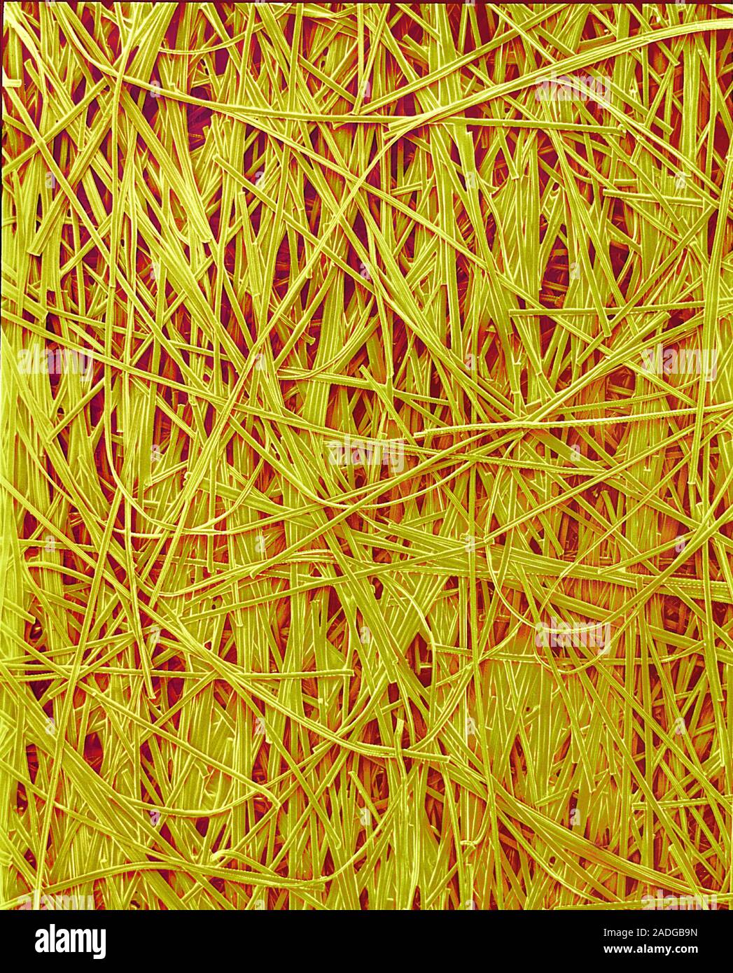 Paper fibres. Coloured scanning electron micrograph (SEM) of a mesh of ...