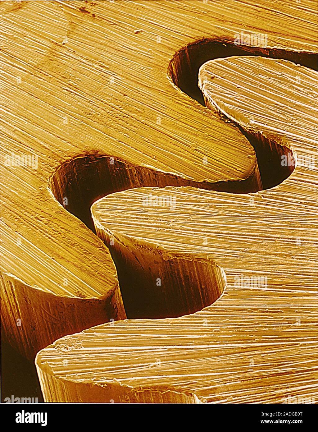 Watch gears. Coloured scanning electron micrograph (SEM) of two ...