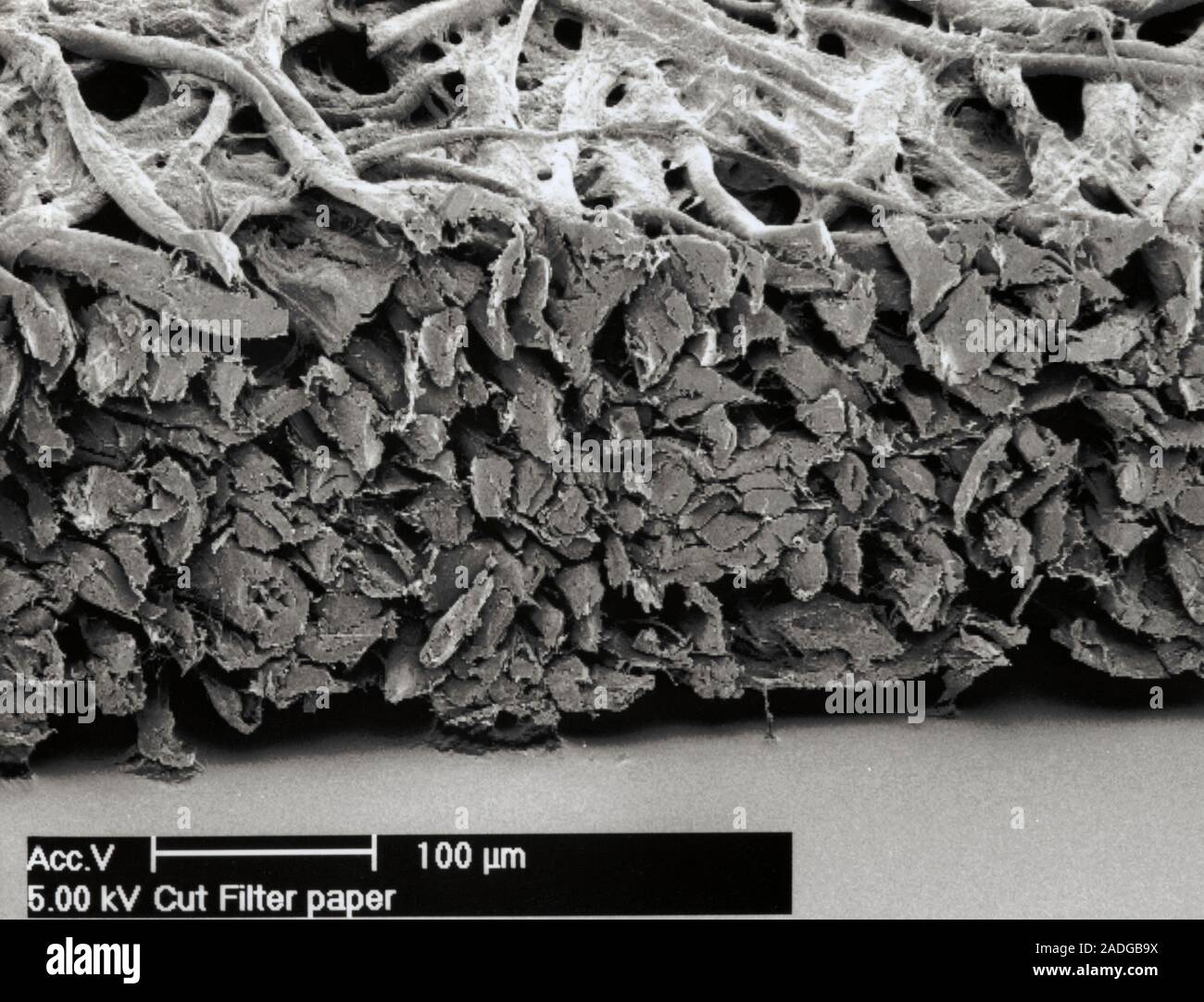 Filter paper. Scanning electron micrograph (SEM) of the cut end of a ...