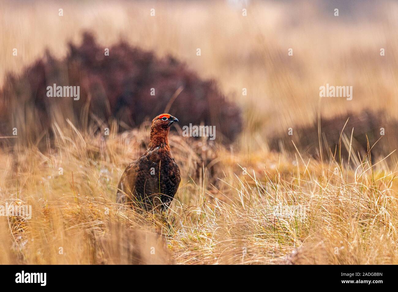 Various wild animals in their natural habitats Stock Photo - Alamy