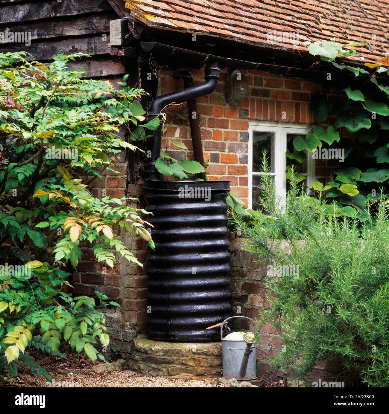 Water butt. Large barrel used to collect rainwater in a garden. Water ...