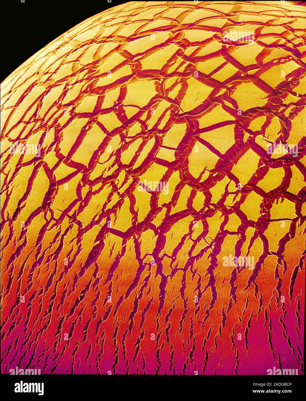 Dried glue droplet. Coloured scanning electron micrograph (SEM) of the ...