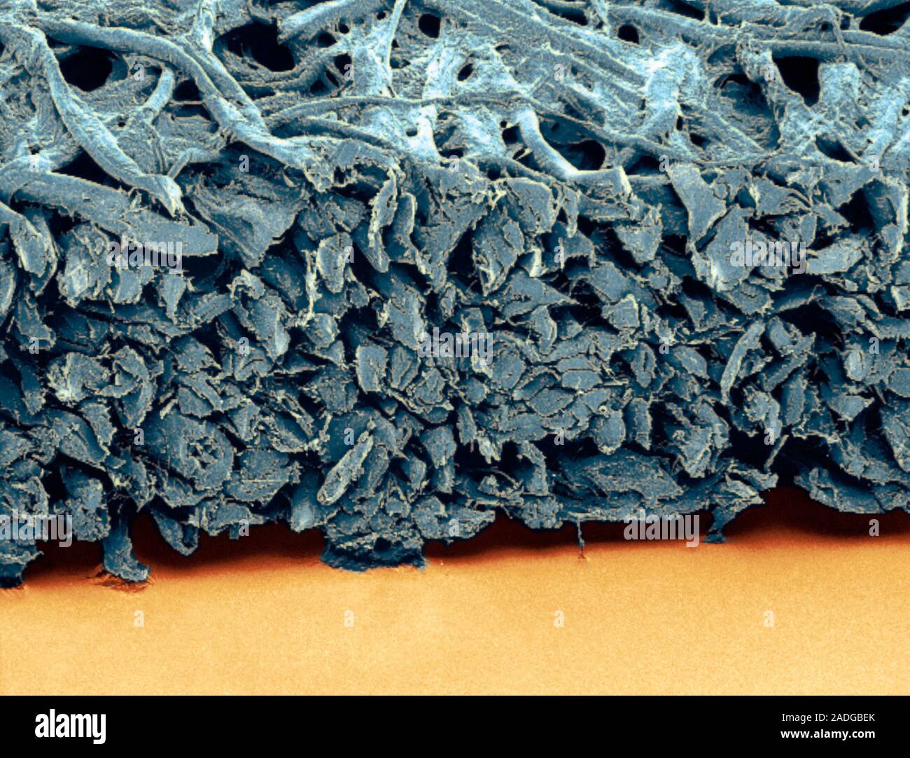Filter paper. Coloured scanning electron micrograph (SEM) of the cut ...