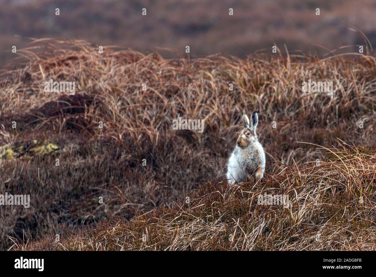 Various wild animals in their natural habitats Stock Photo - Alamy