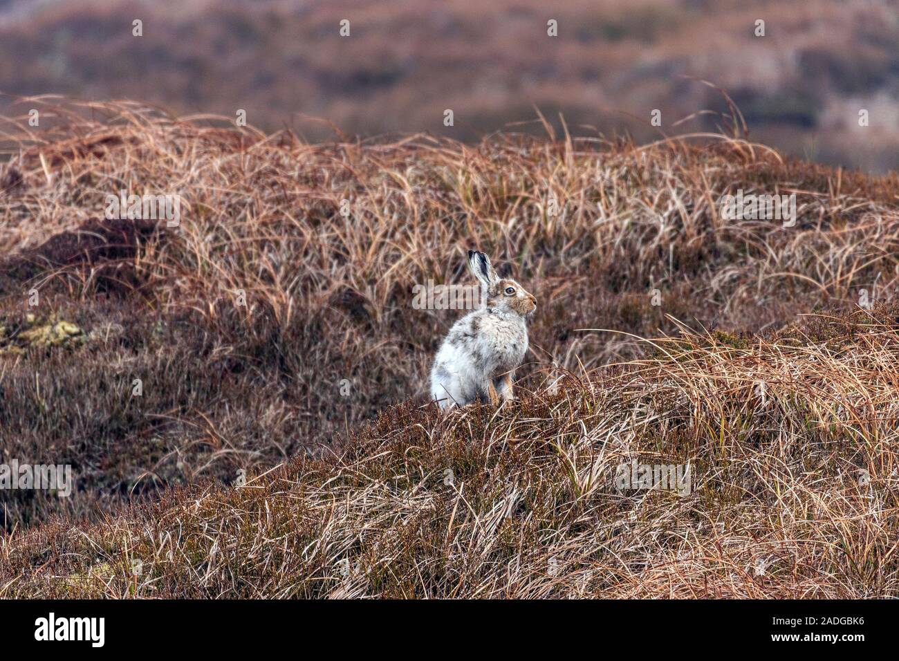 Various wild animals in their natural habitats Stock Photo - Alamy