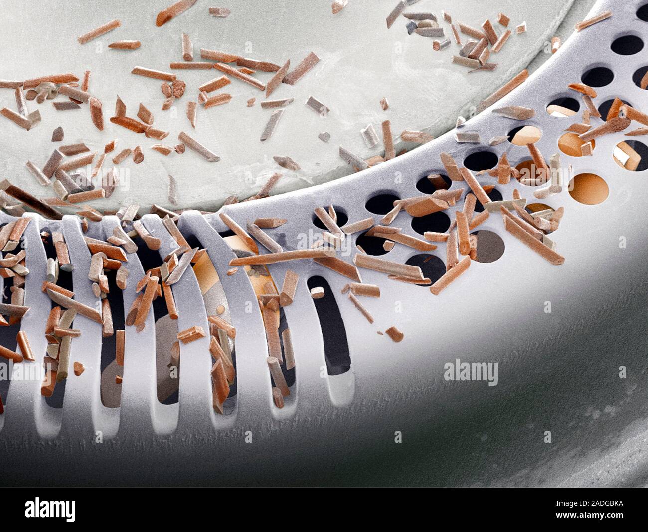 Electric razor with cut stubble, coloured scanning electron micrograph ...