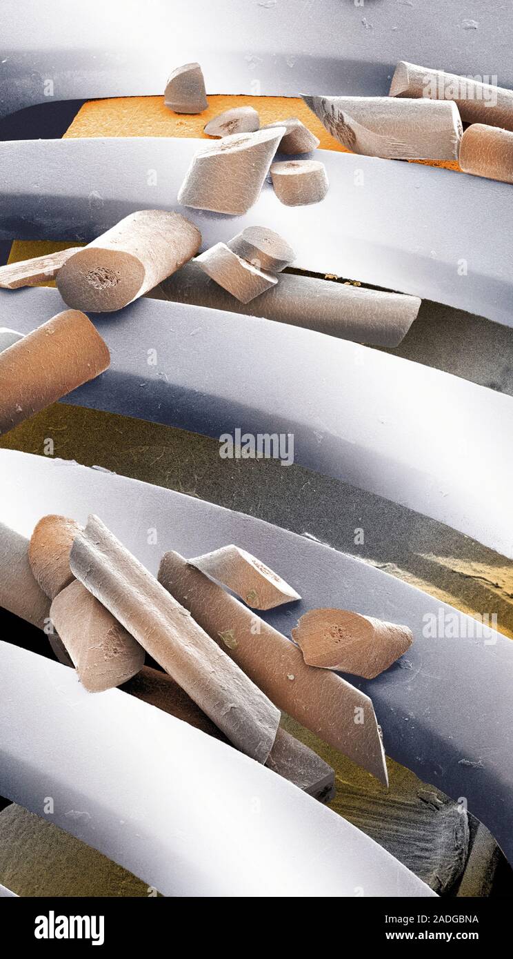 Electric razor with cut stubble (brown), coloured scanning electron ...