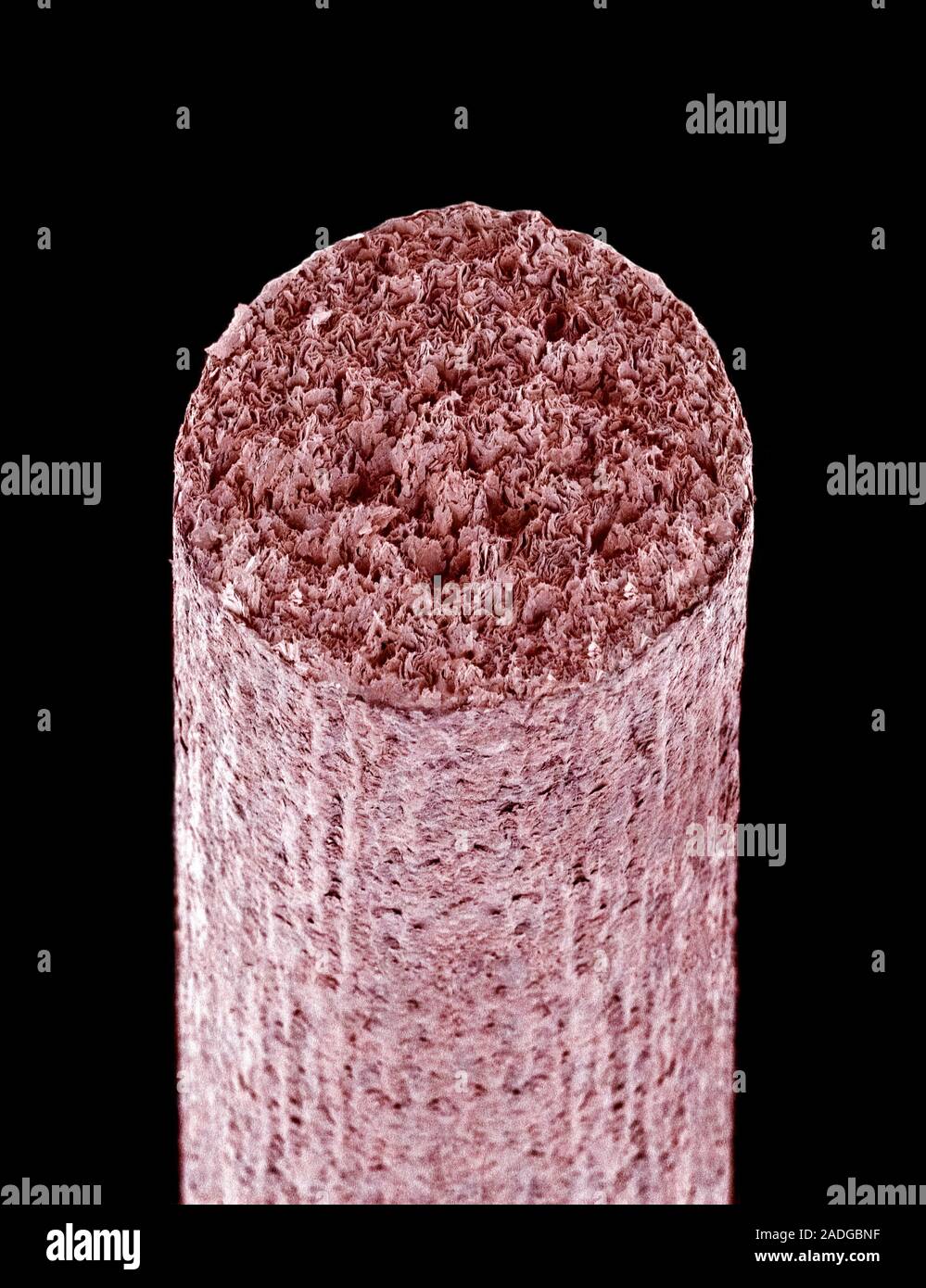 Graphite pencil core. Coloured scanning electron micrograph (SEM) of ...