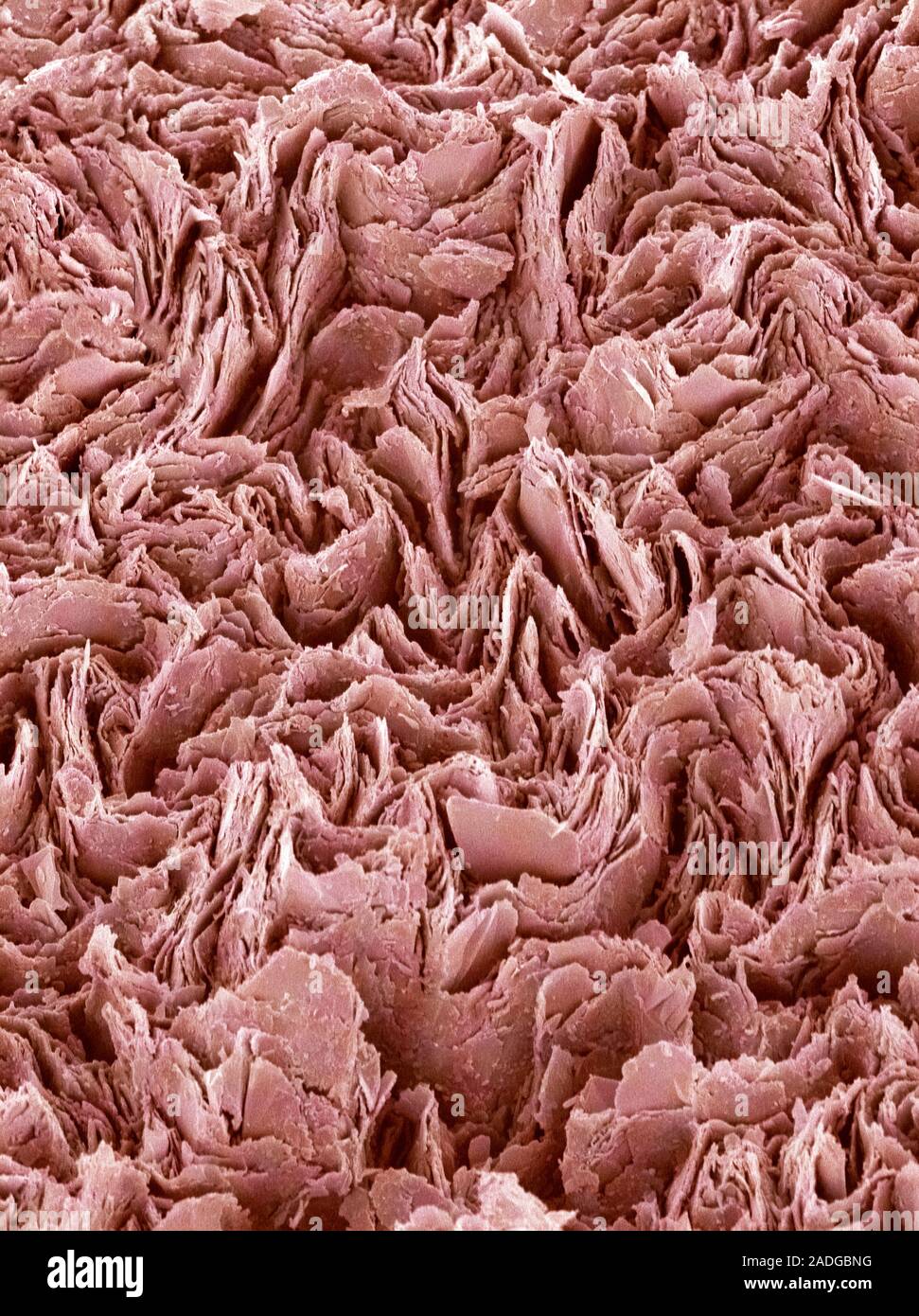 Graphite pencil core. Coloured scanning electron micrograph (SEM) of ...