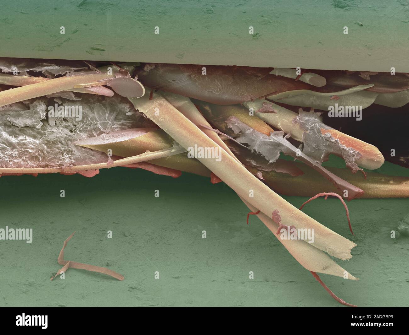 Used razor. Coloured scanning electron micrograph (SEM) of cut hairs ...