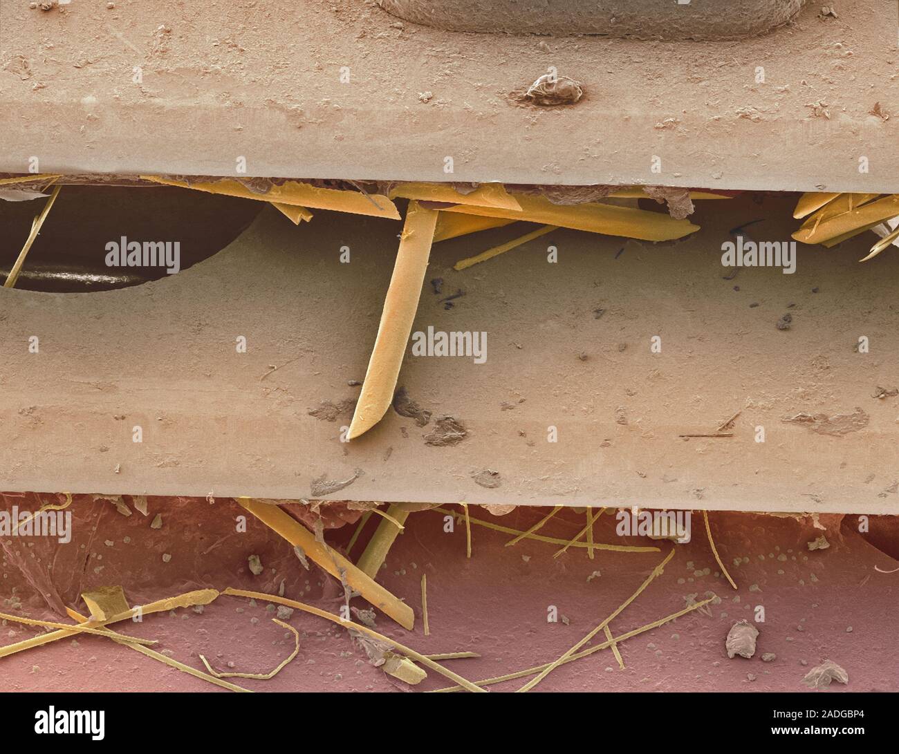 Used razor. Coloured scanning electron micrograph (SEM) of cut hairs ...