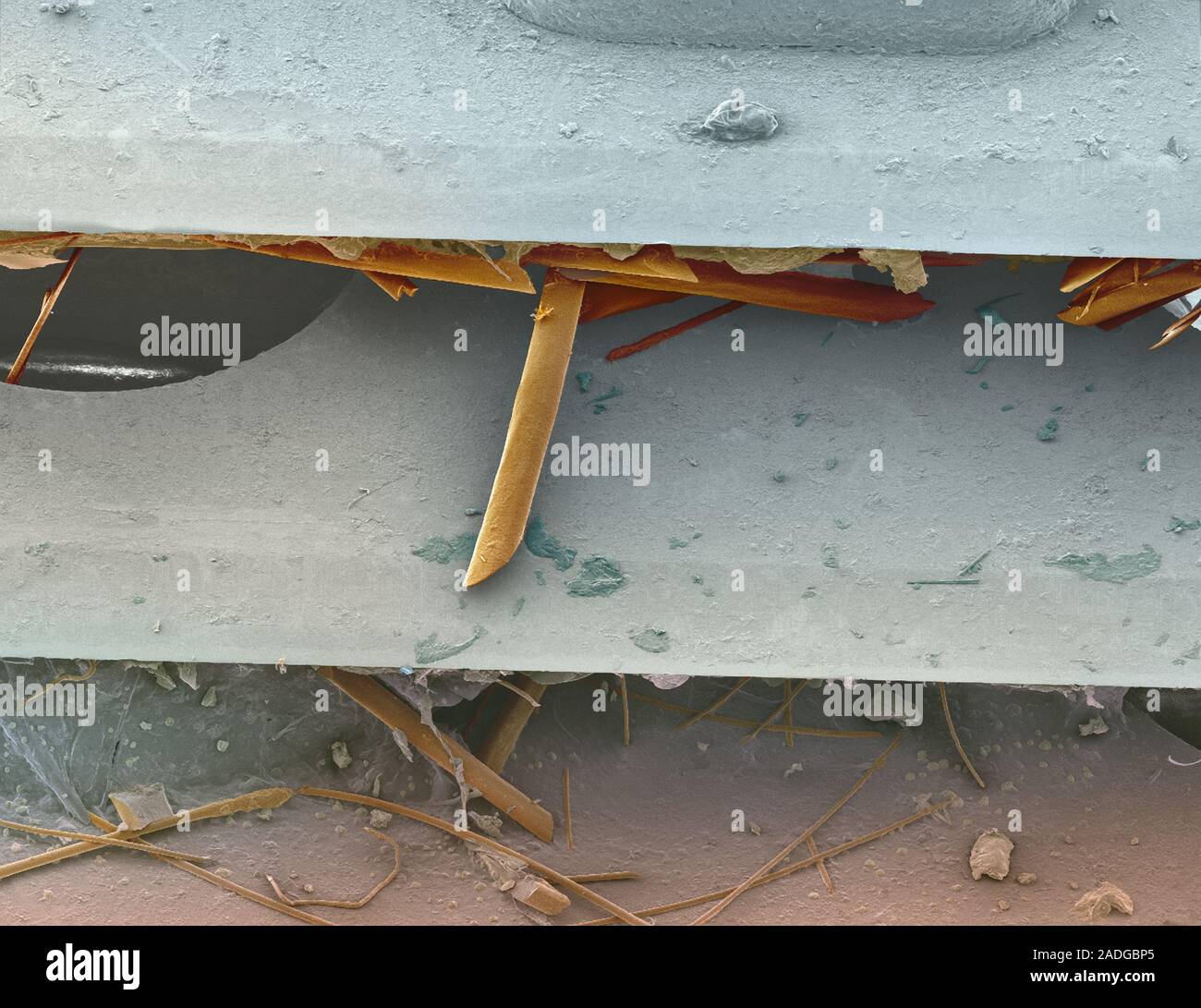 Used razor. Coloured scanning electron micrograph (SEM) of cut hairs ...