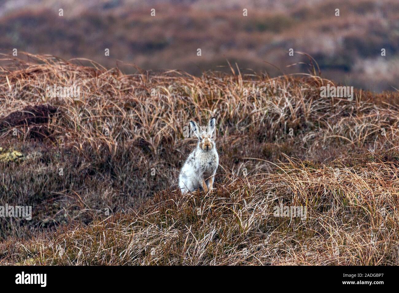 Various wild animals in their natural habitats Stock Photo - Alamy