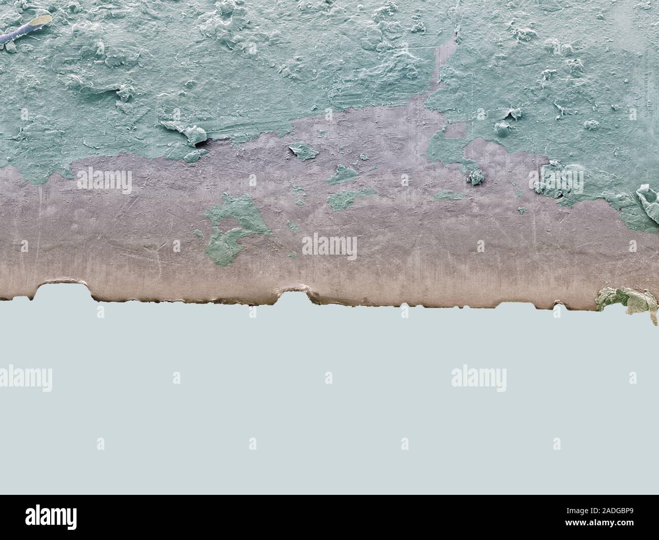 Used razor, coloured scanning electron micrograph (SEM). The blade's ...