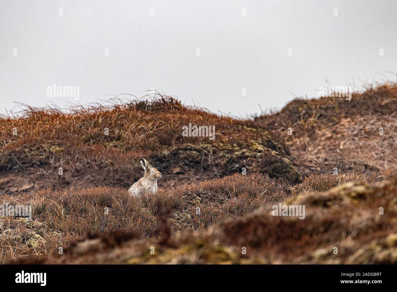 Various wild animals in their natural habitats Stock Photo - Alamy