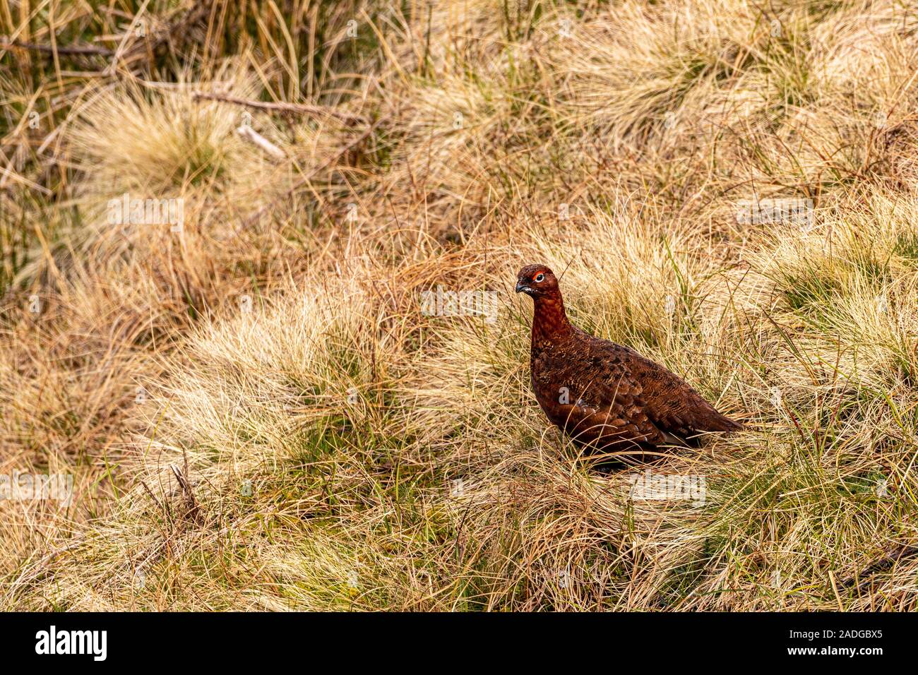 Various wild animals in their natural habitats Stock Photo - Alamy