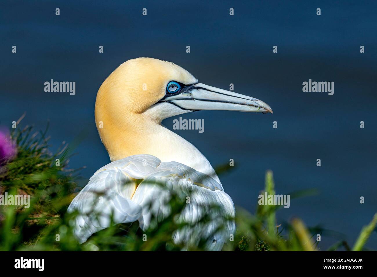 Various wild animals in their natural habitats Stock Photo - Alamy
