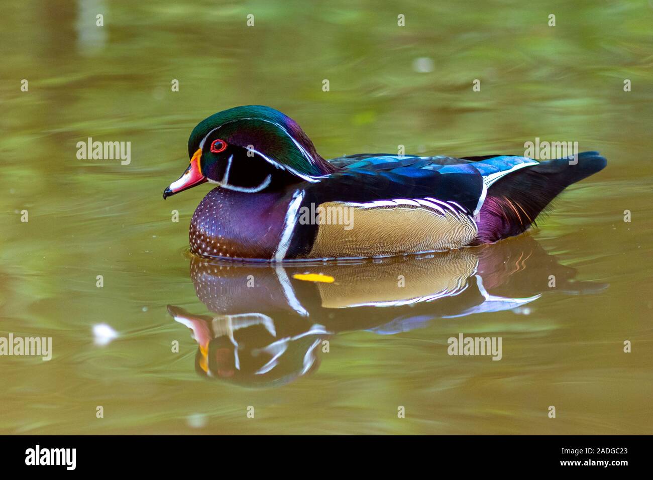 Various wild animals in their natural habitats Stock Photo - Alamy