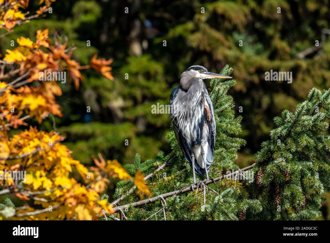 Various wild animals in their natural habitats Stock Photo - Alamy