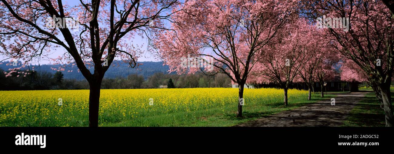 Mustard tree hi-res stock photography and images - Alamy