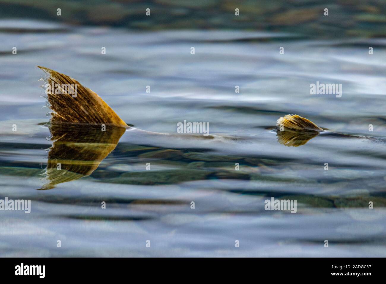 Various wild animals in their natural habitats Stock Photo - Alamy