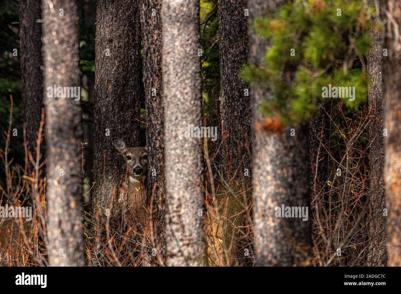 Various wild animals in their natural habitats Stock Photo - Alamy