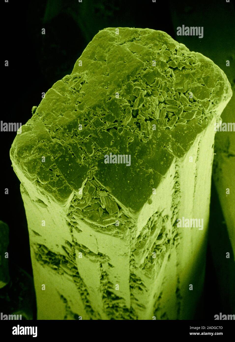 False-colour scanning electron micrograph (SEM) of a crystal of ...