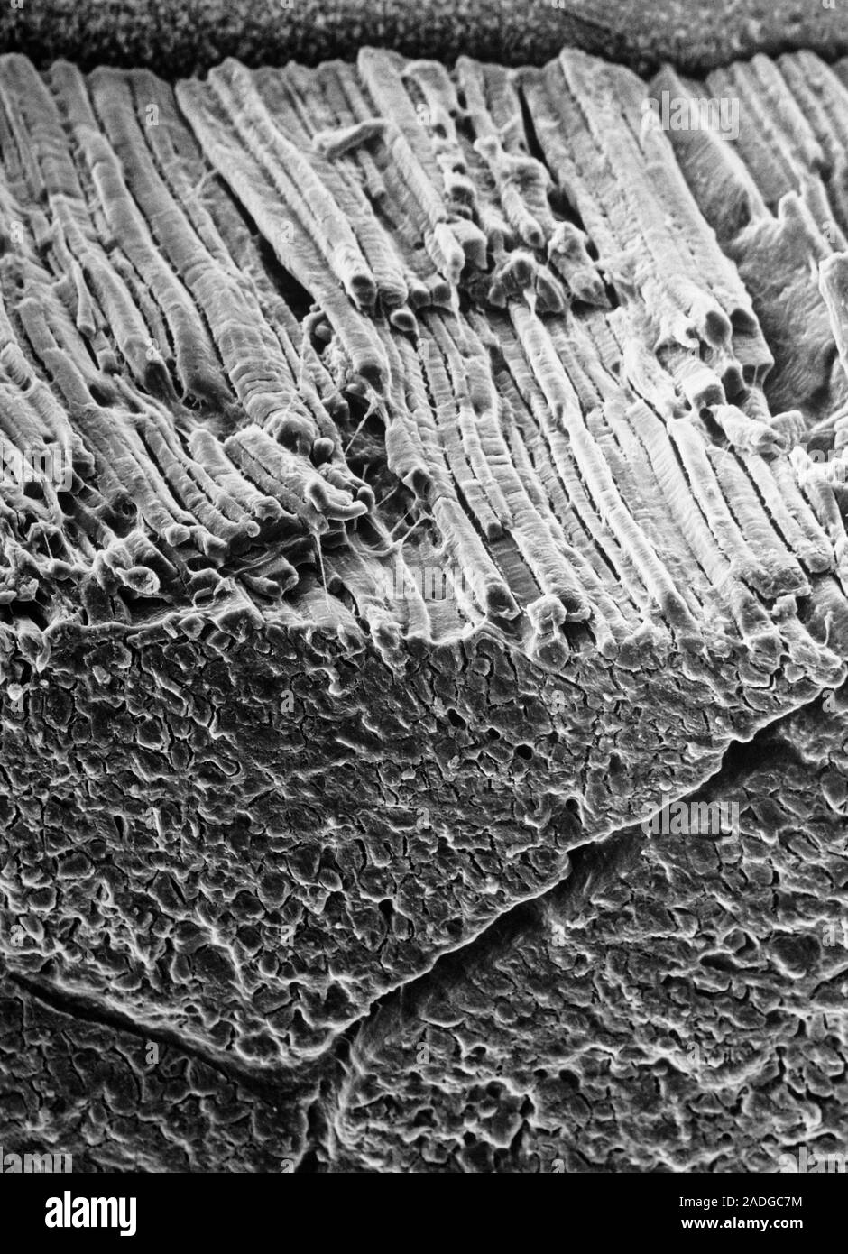 Scanning electron micrograph (SEM) of the surface of a piece of cooked ...