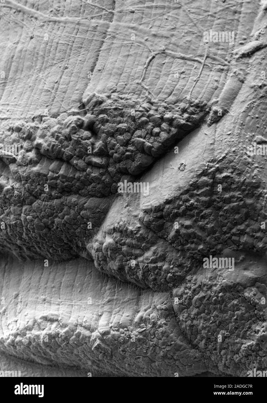 Scanning electron micrograph (SEM) of the surface of a piece of ...