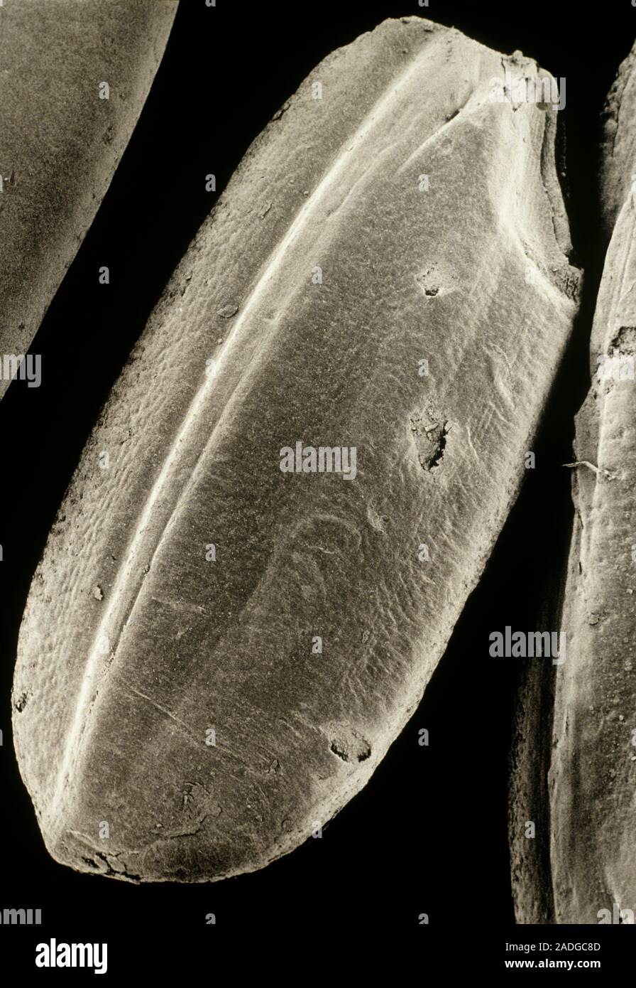 Scanning electron micrograph of a grain of brown rice, Oryza sativa ...