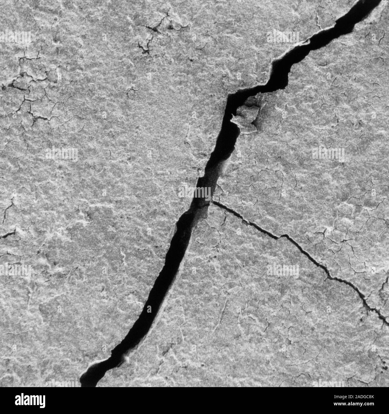Scanning electron micrograph (SEM) of a crack in an eggshell. This is ...