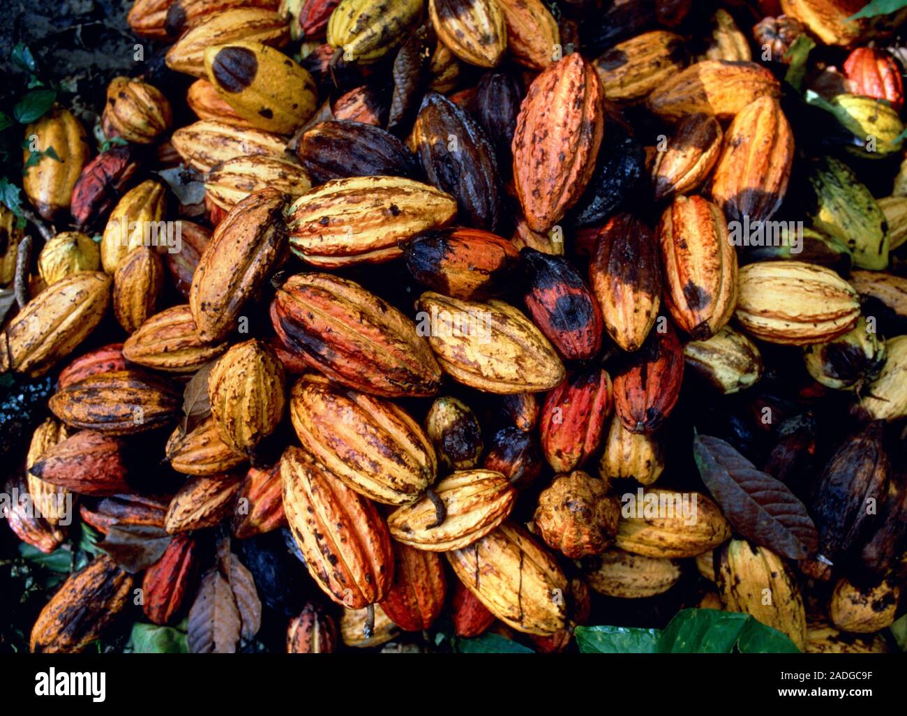 Freshly-harvested cocoa pods, Trinidad. The pods are the fruit of the ...