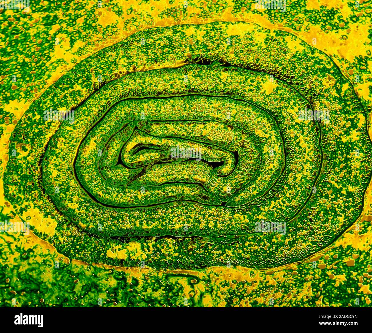 False-colour scanning electron micrograph of a section through a single ...