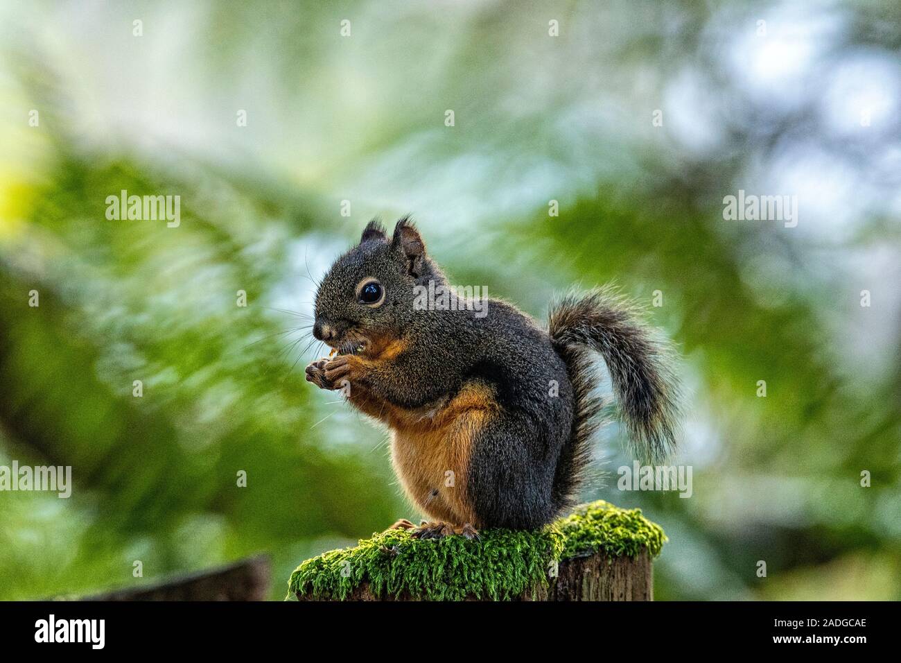 Various wild animals in their natural habitats Stock Photo - Alamy