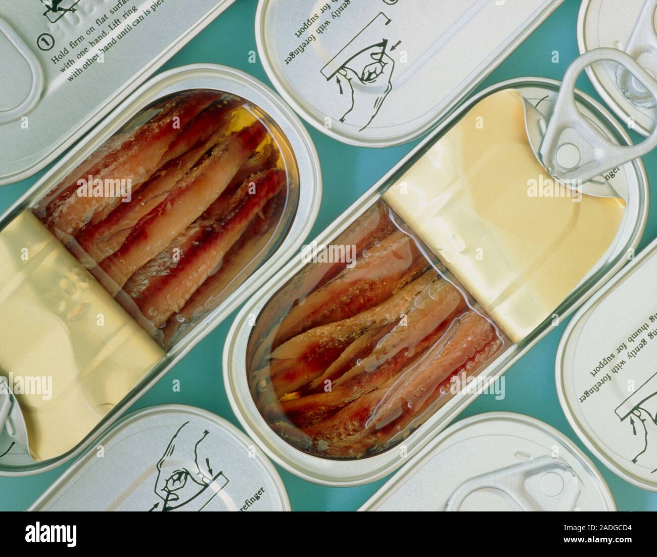 Tins of anchovies in oil. Anchovies are small fish of the herring ...