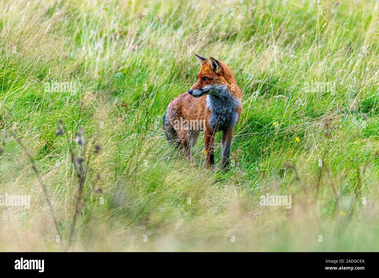 Various wild animals in their natural habitats Stock Photo - Alamy