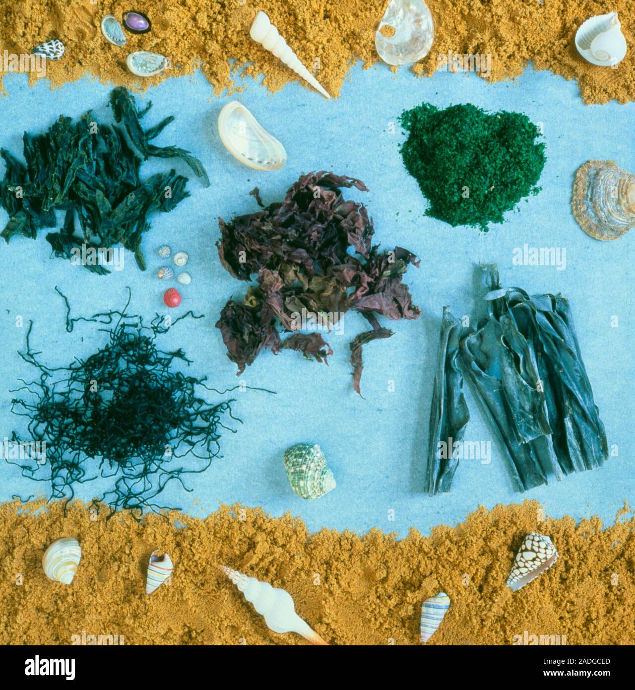 Edible seaweeds. A selection of dried edible seaweeds: sea vegetable or ...