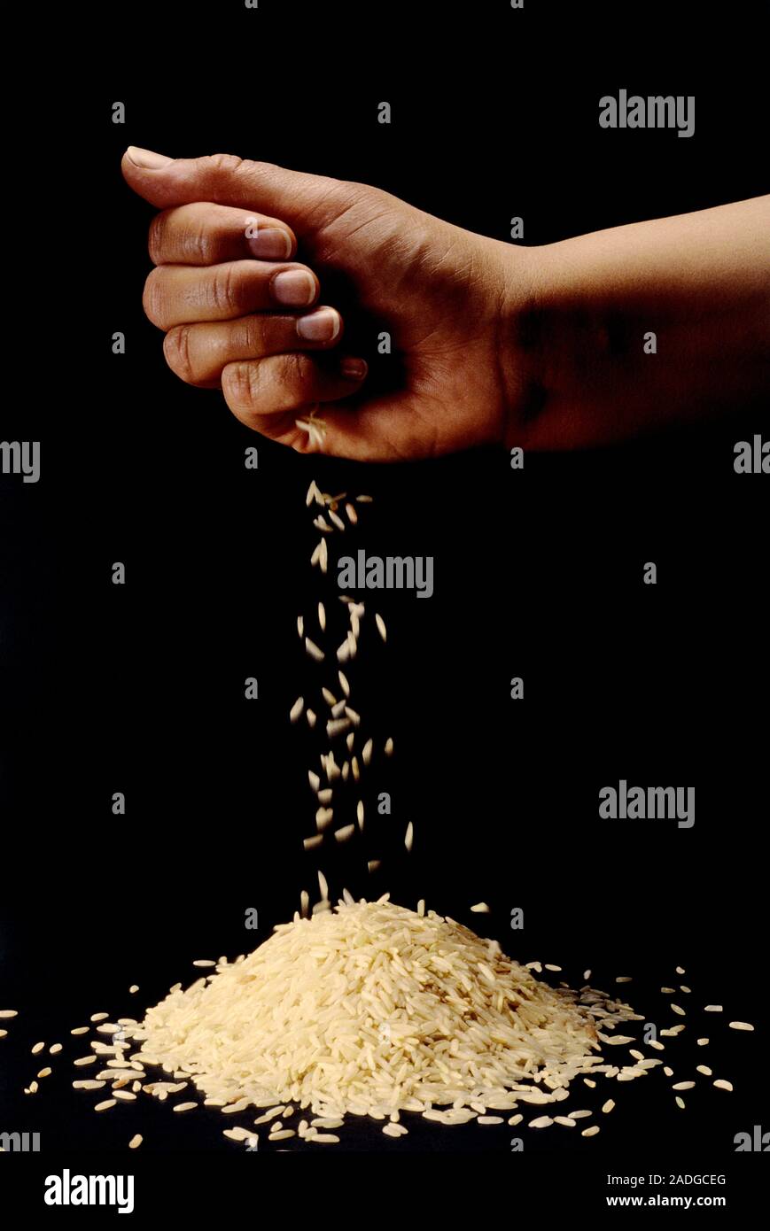 A handful of rice. Rice is an annual grass, which grows wild in ...
