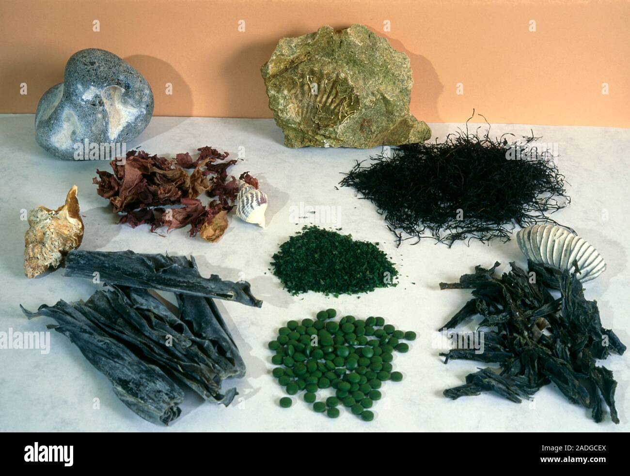 Edible algae. Selection of algae used as food or health-food ...