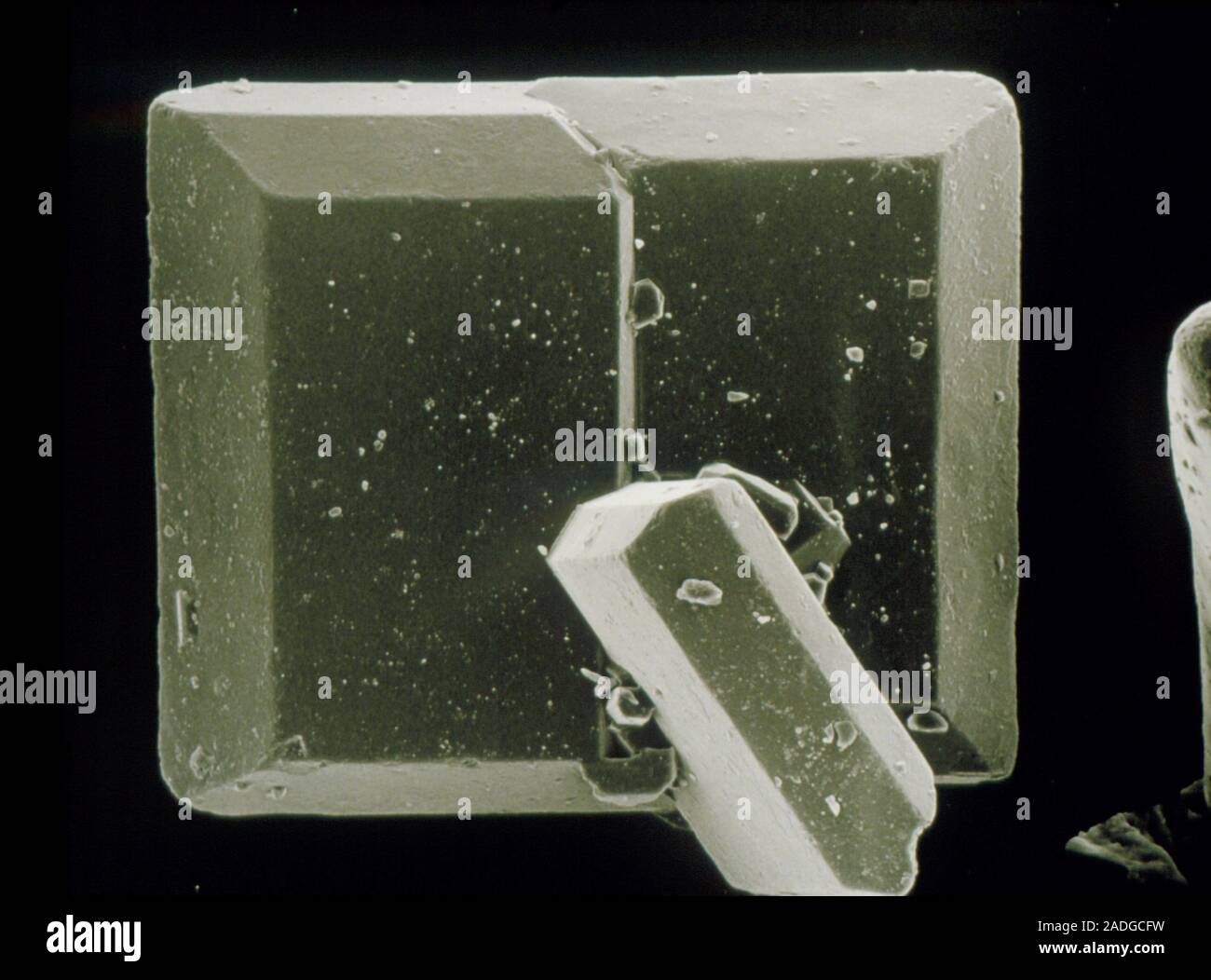 Scanning electron micrograph (SEM) of cane sugar crystals (sucrose ...