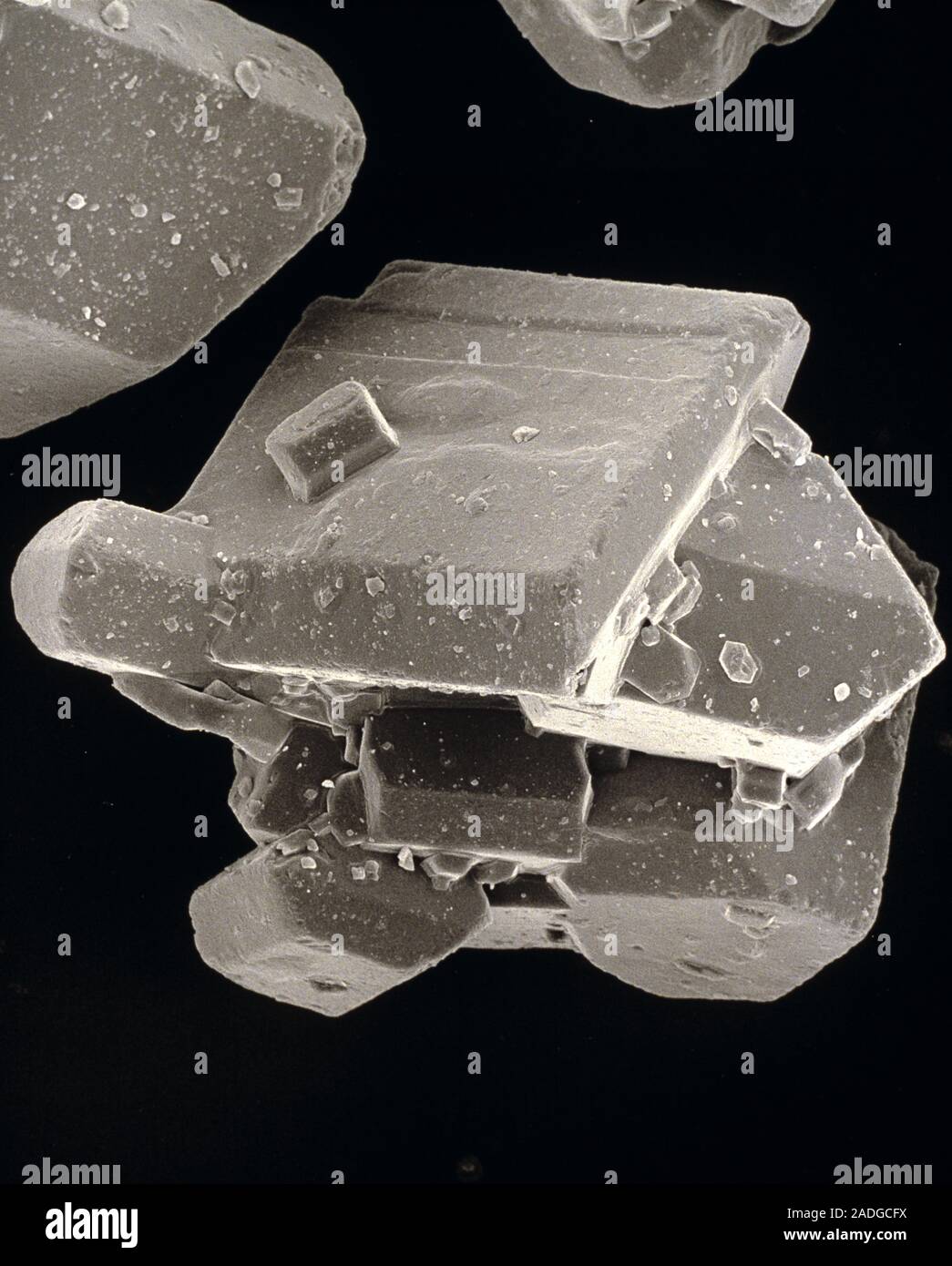 Scanning electron micrograph (SEM) of cane sugar crystals (sucrose ...