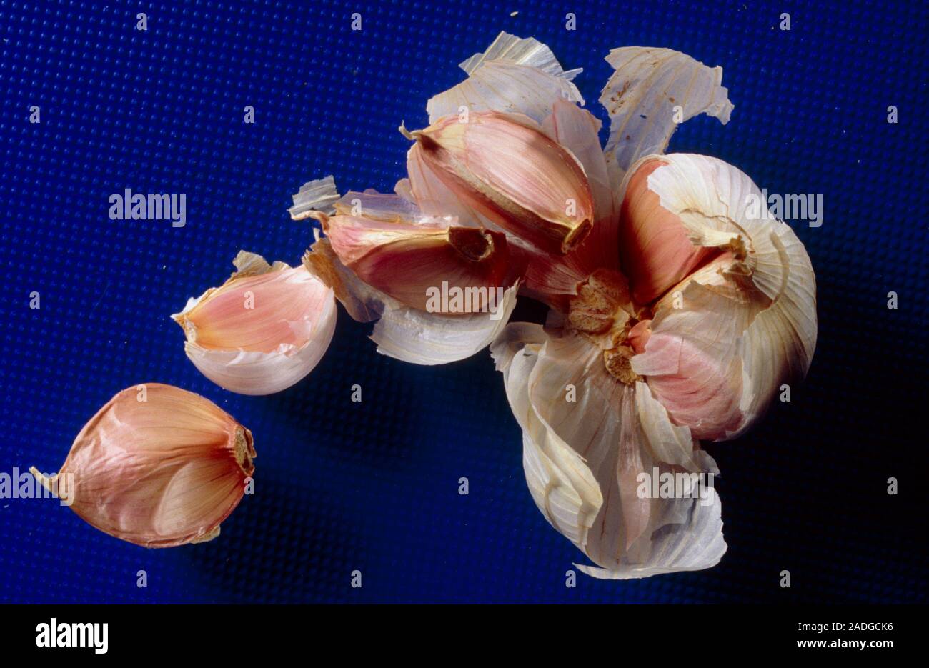 Garlic. Bulb broken open to show cloves of garlic Allium sativum ...