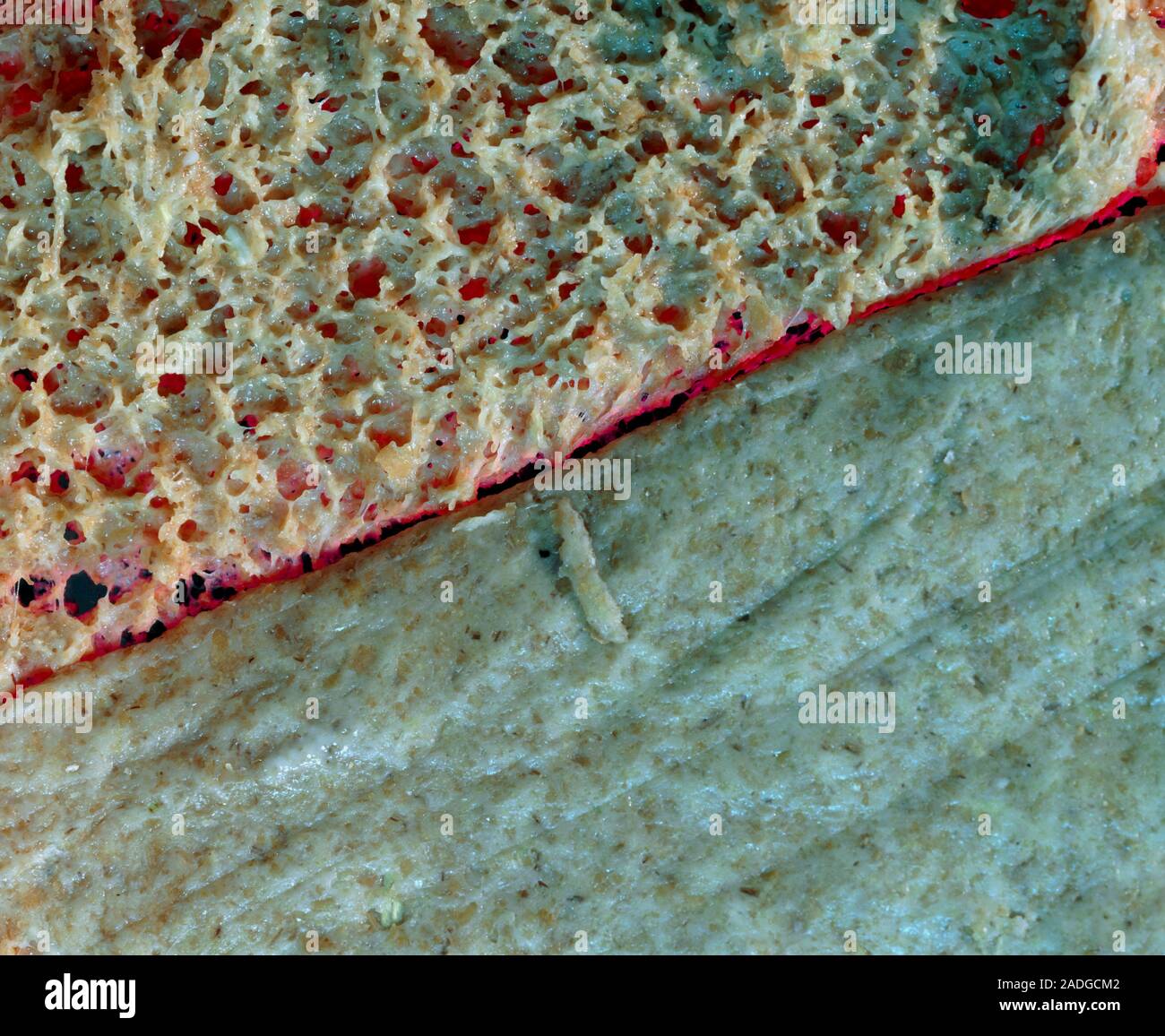 Unrisen and risen dough. Macrophotograph of dough not baked (lower ...