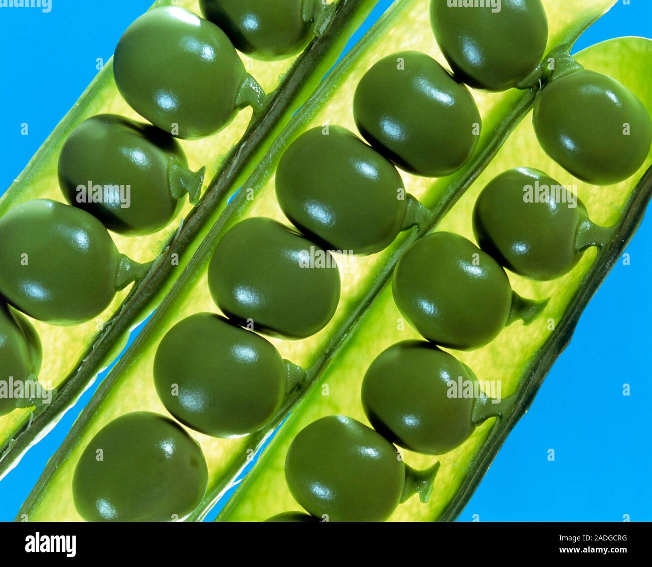 Pea pod. Opened pods of the common, or garden, pea, Pisum sativum ...