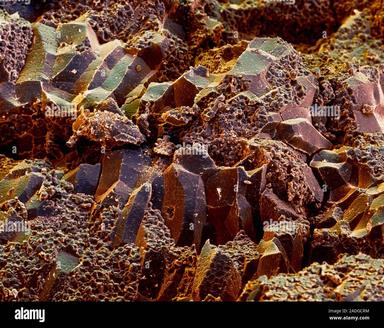 Rice grain. Coloured Scanning Electron Micrograph (SEM) of the surface ...