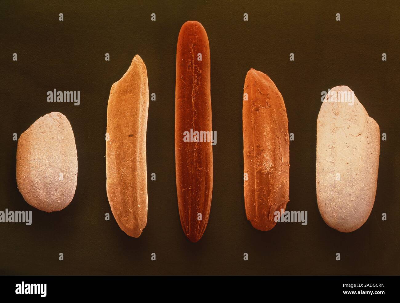 Rice grains. Coloured Scanning Electron Micrograph (SEM) of five ...