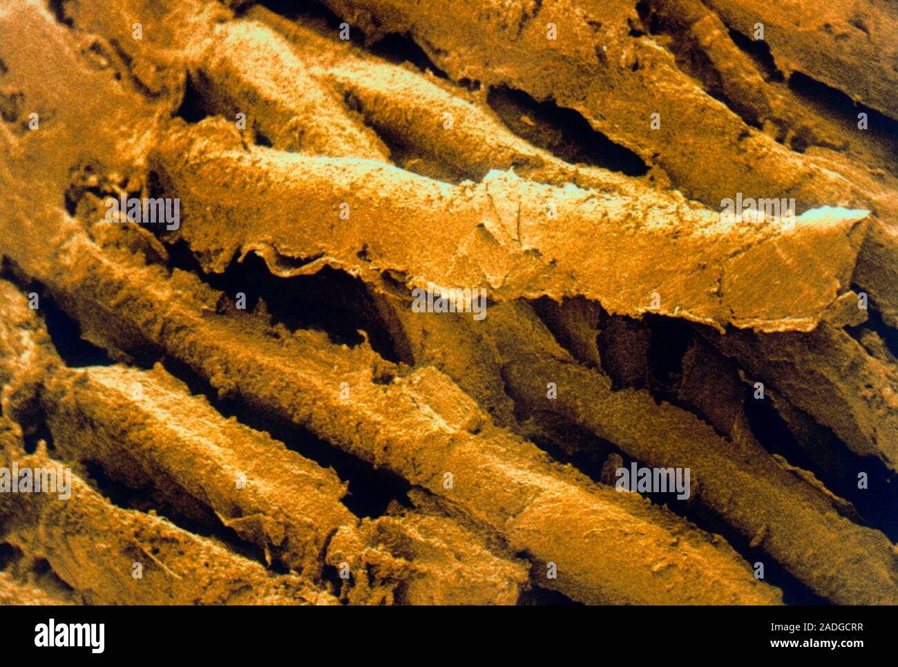 Shredded wheat. Coloured scanning electron micrograph of Shredded Wheat ...
